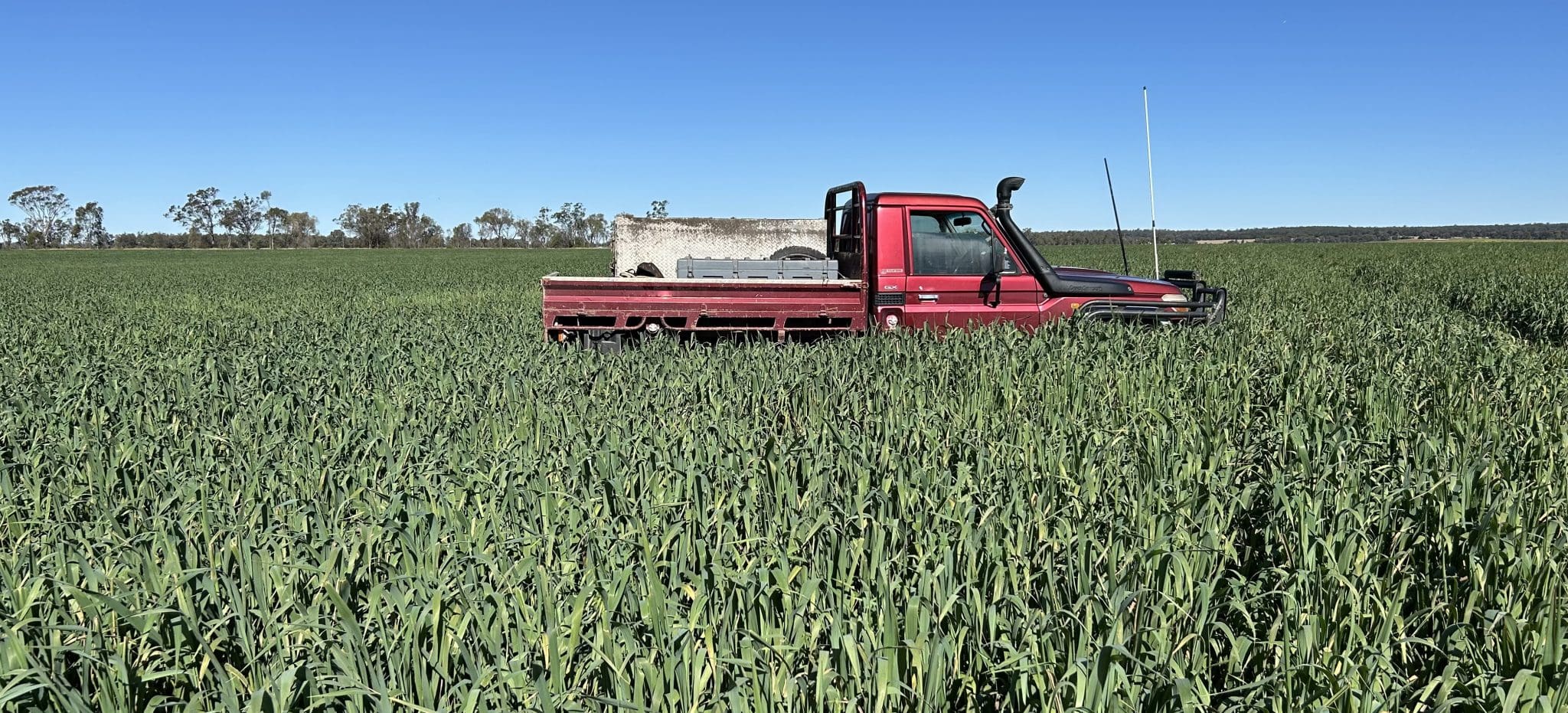 More oats than Uncle Tobys: How producers are using the winter forage ...