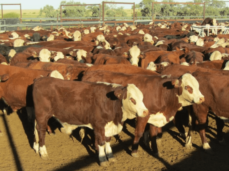 Lighter steers and heifers continue to lift in smaller 9355 head online ...