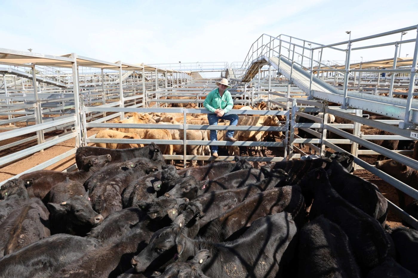 Roma sale 22 July 2025: Heifers up 30c in 10,189 yarding - Beef Central