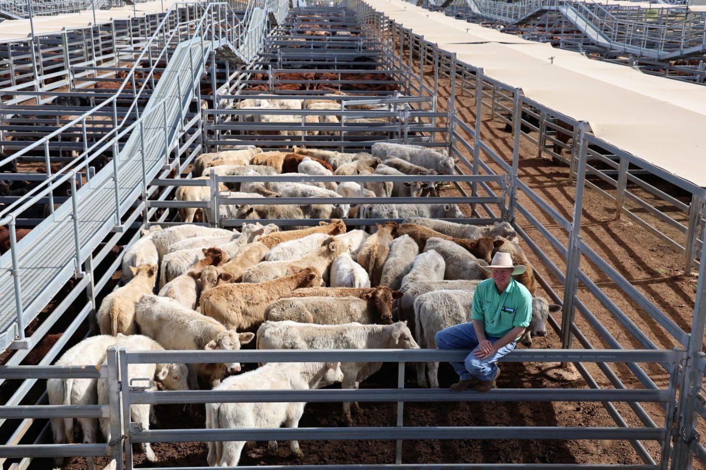 Roma sale 15 July 2025: Almost 10,000 head yarded - Beef Central