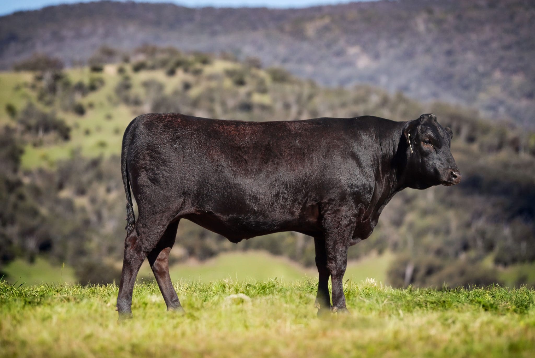 Marble High Wagyu Sale 2025: Celebrating Excellence in Australian ...
