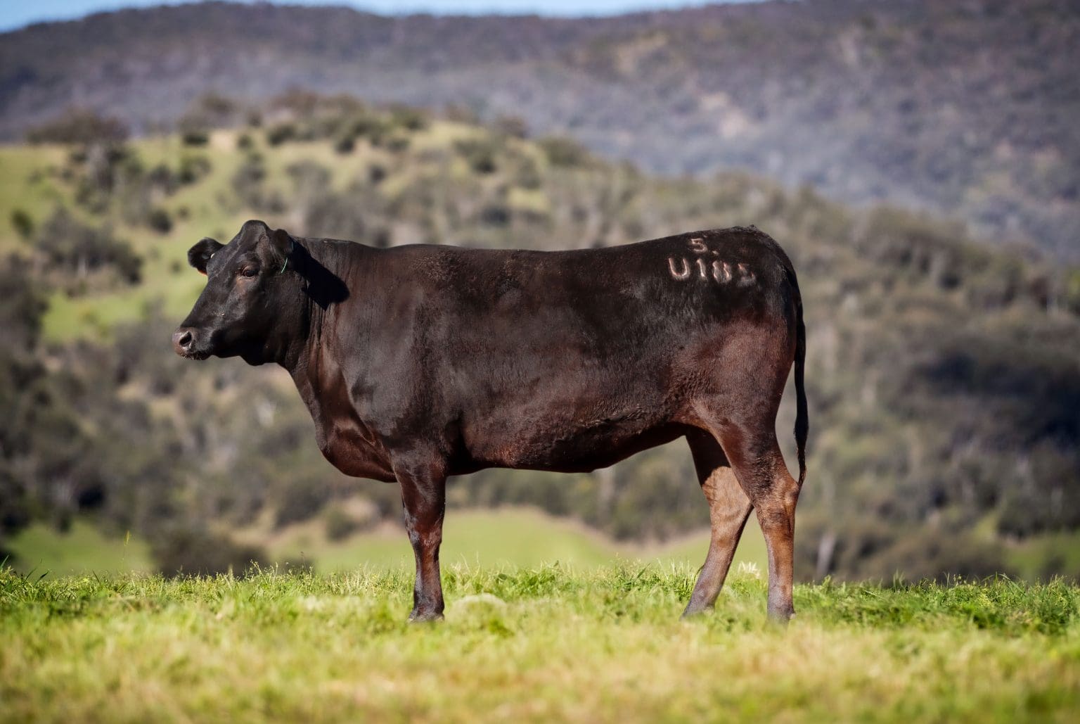 Marble High Wagyu Sale 2025: Celebrating Excellence in Australian ...
