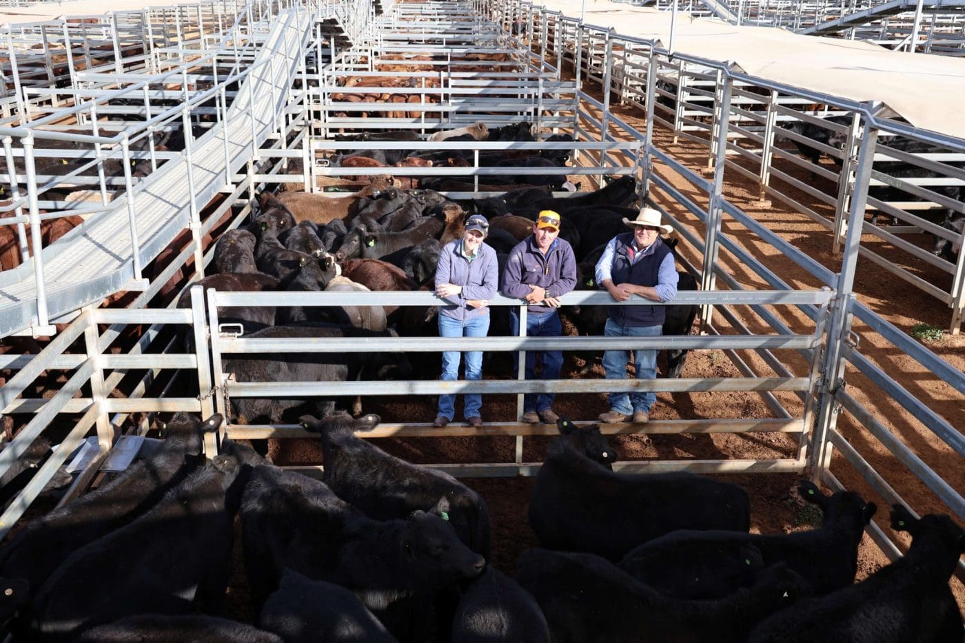 Roma sale 22 July 2025: Heifers up 30c in 10,189 yarding - Beef Central