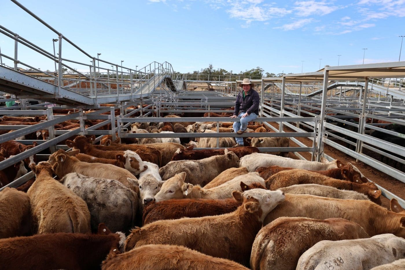 Roma sale 29 July 2025: Prices continue to climb - Beef Central