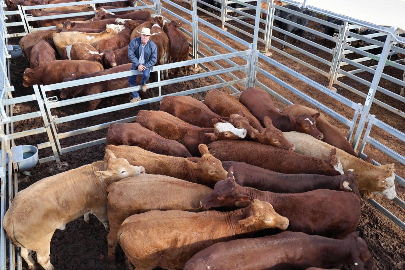 Roma sale 29 July 2025: Prices continue to climb - Beef Central