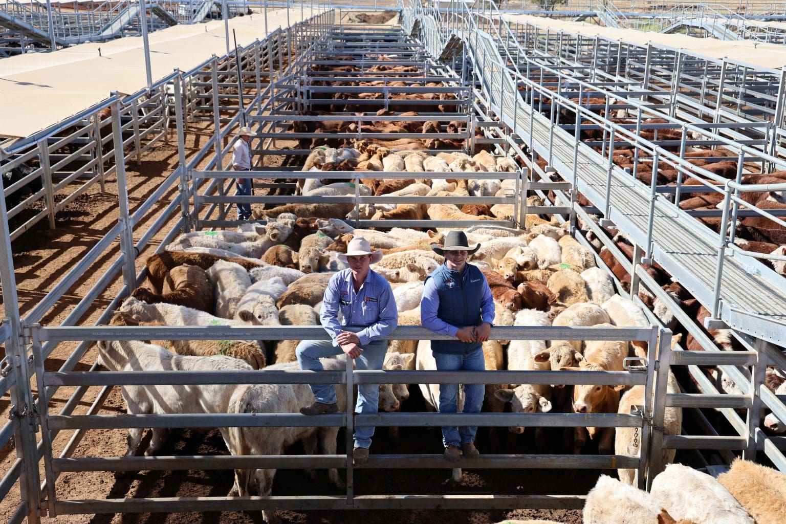 Roma sale 8 July 2025: Large yarding of just over 8300 head - Beef Central