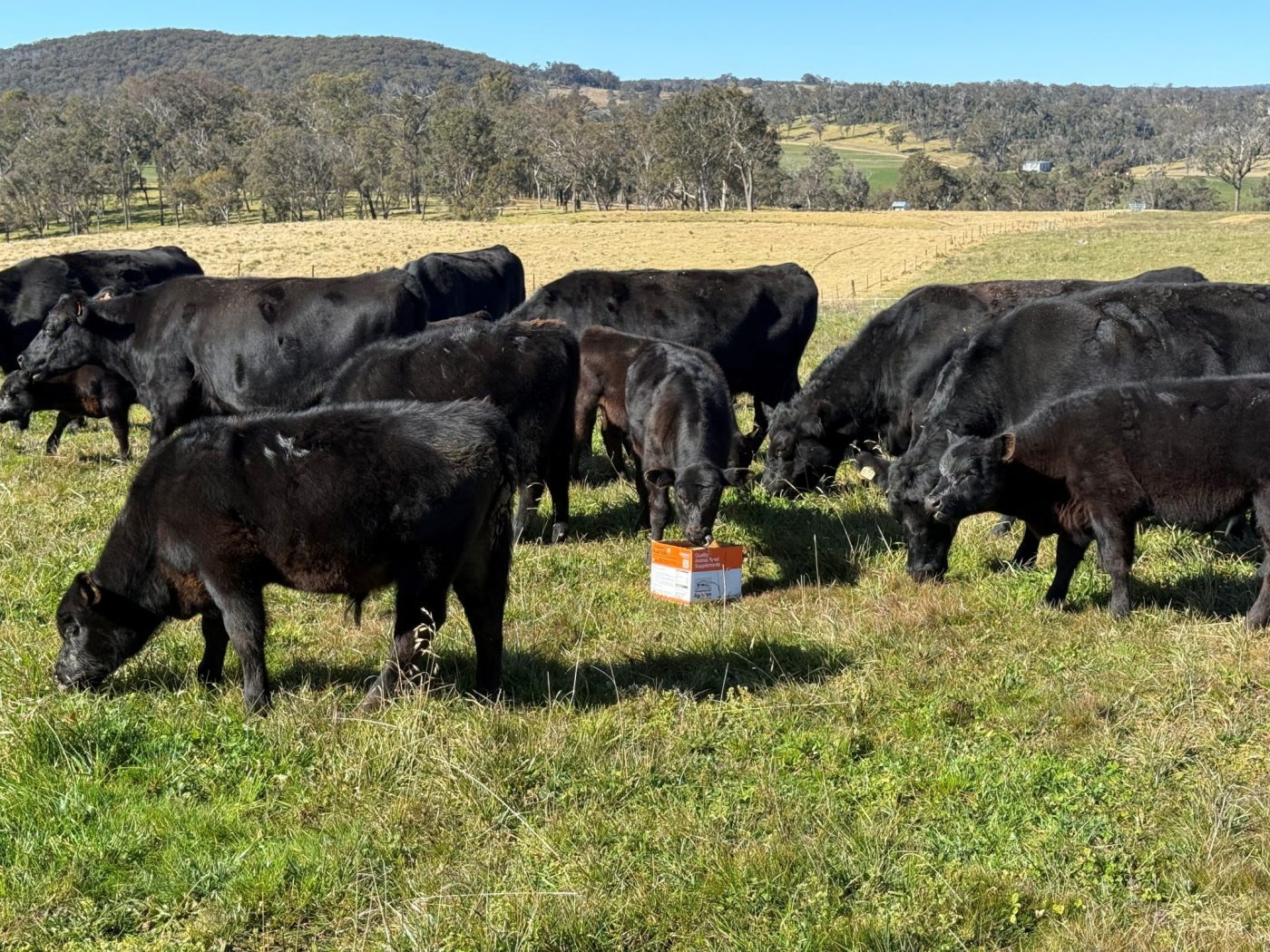 When the green kills: Why bloat season demands proactive herd strategy ...