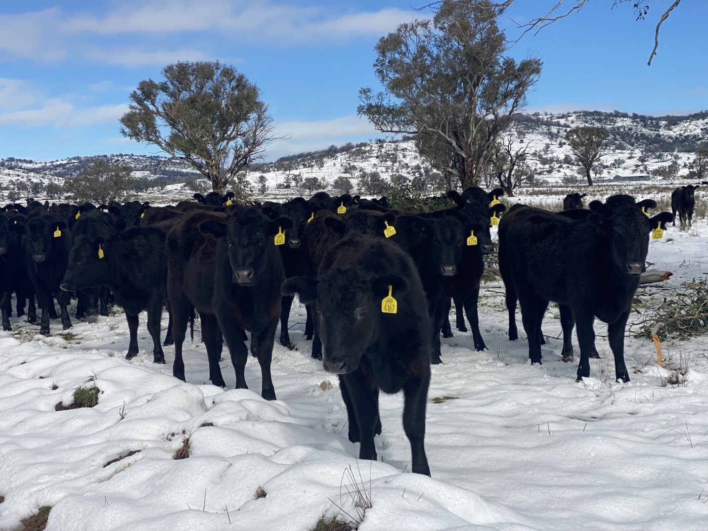 In field weighing system reveals real-time impact snow had on cattle ...