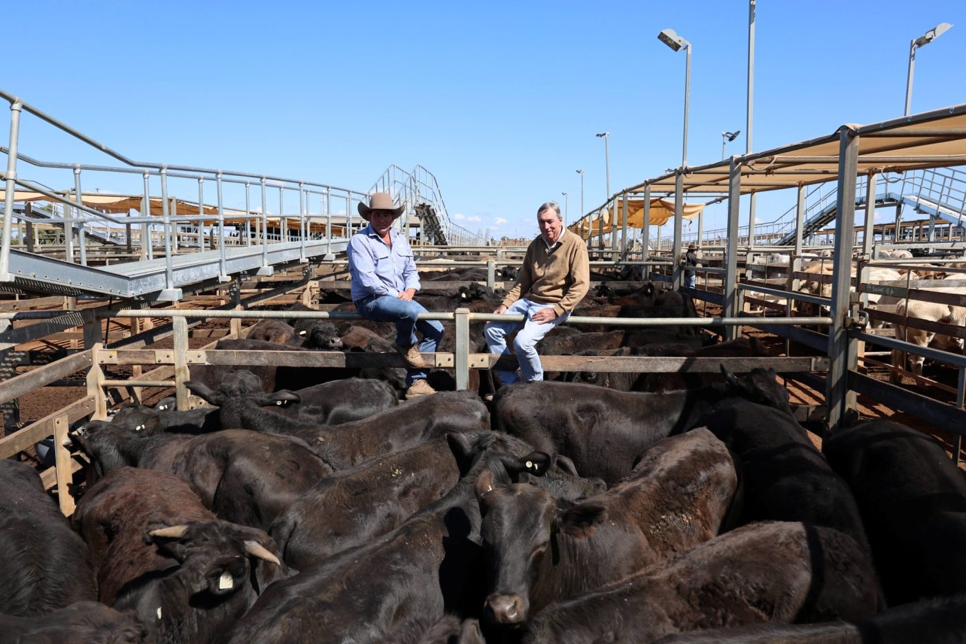 Roma store sale 2 Sep 2025: Hot market with steers dominating - Beef ...