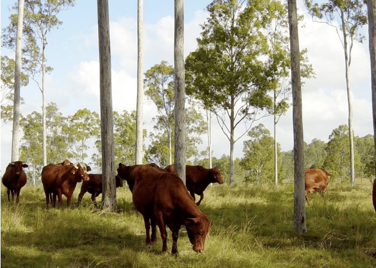 Harvest rights uncertainty limiting timber potential on grazing ...