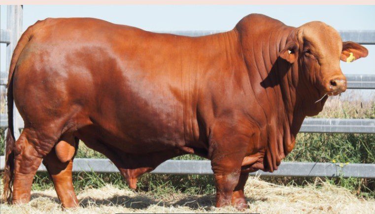 Cattle market, seasonal optimism reflected in Droughtmaster bull sale ...