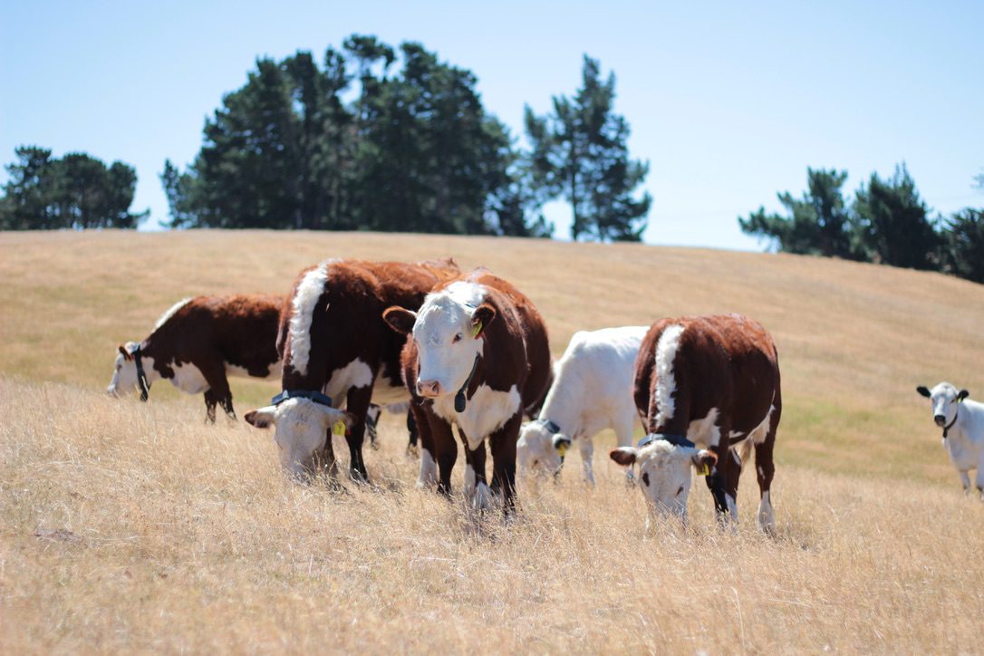 Why virtual fencing is starting to take off in Australia - Beef Central