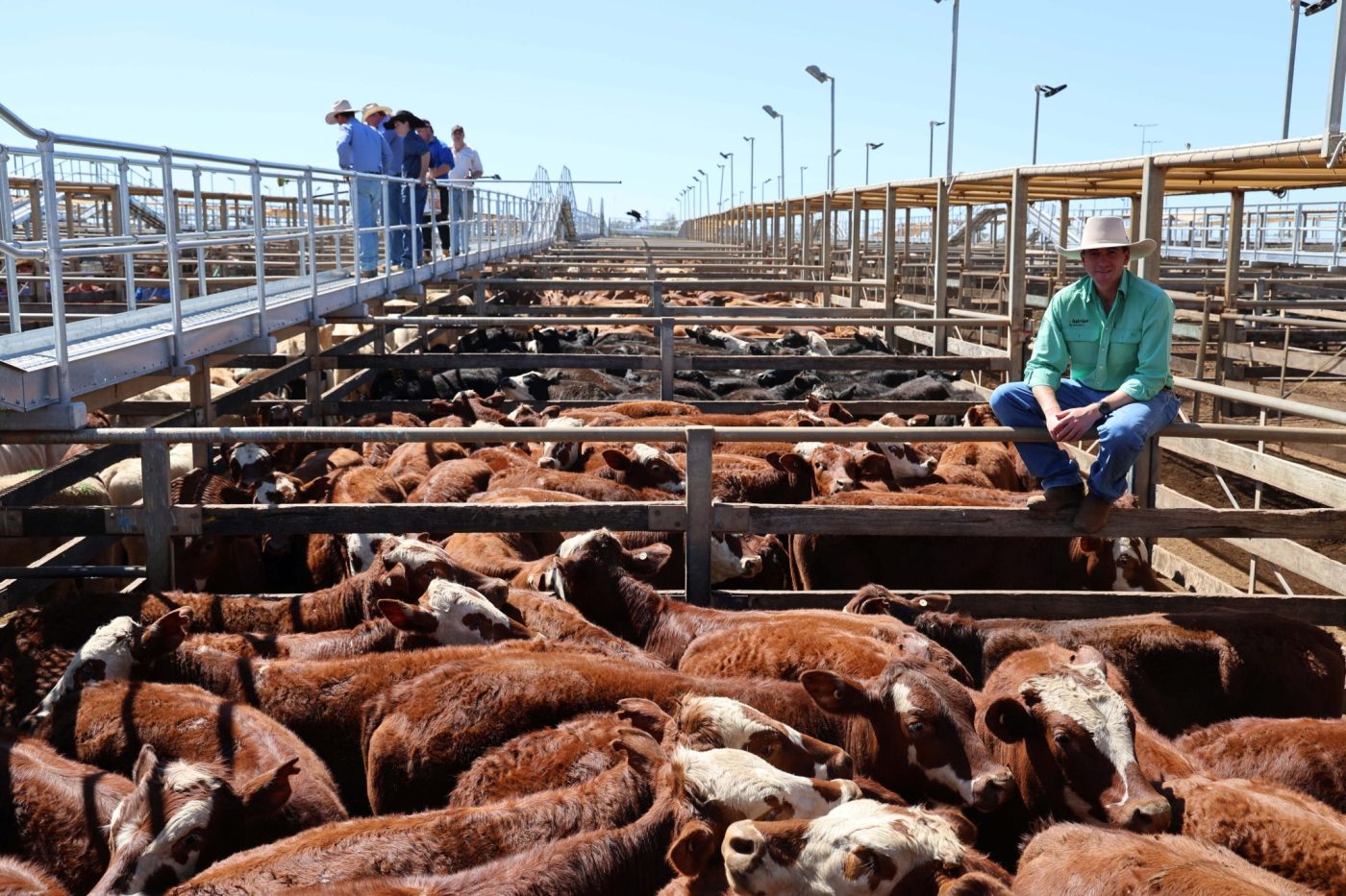Roma store sale 16 Sep 2025: Market firm across board - Beef Central