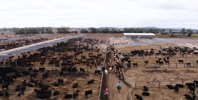 Feeder cattle market: Buyers less picky as Angus premiums contract ...