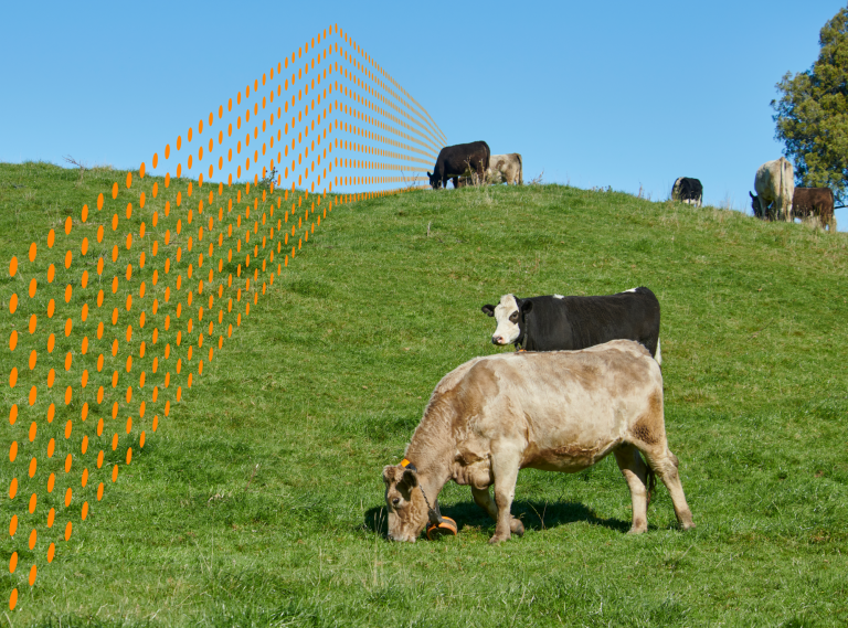 Why virtual fencing is starting to take off in Australia - Beef Central