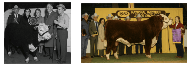 Weekly genetics review: Avoiding the fads in cattle breeding - Beef Central