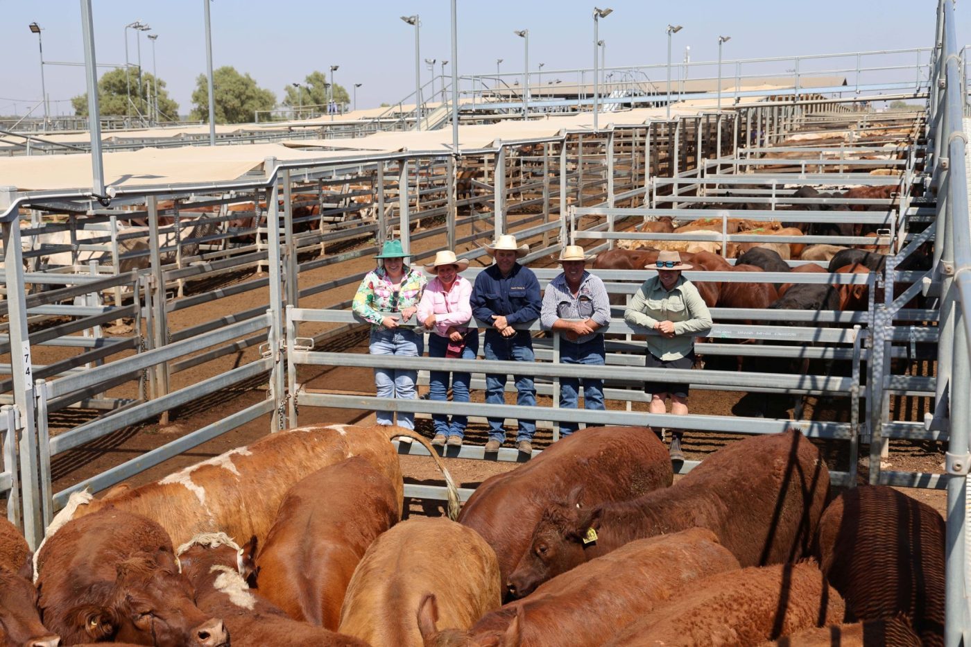 Roma store sale 7 Oct: Heavy cows average 366c/kg - Beef Central