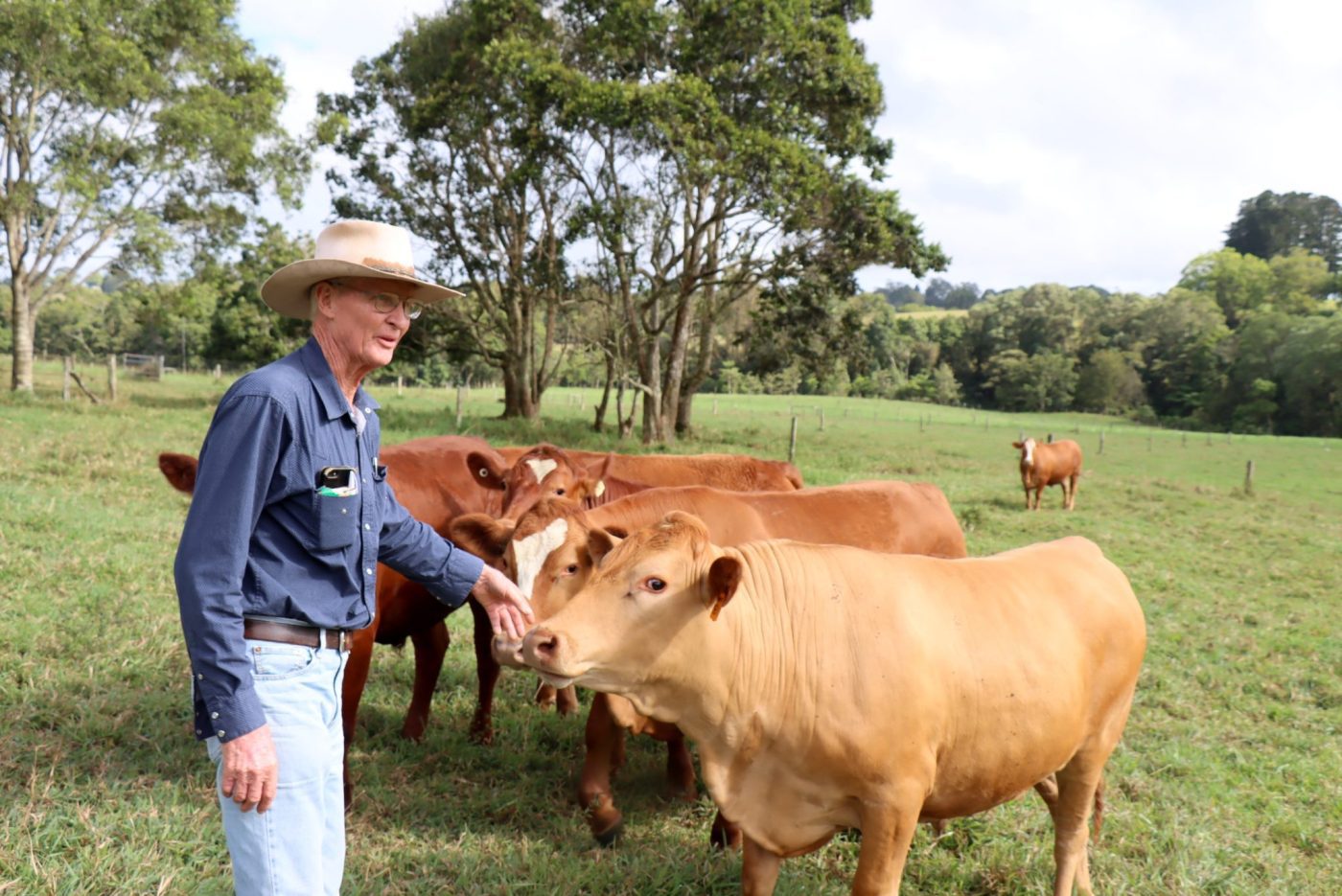 Growing Tablelands grassfed beef industry prompts Innisfail abattoir ...