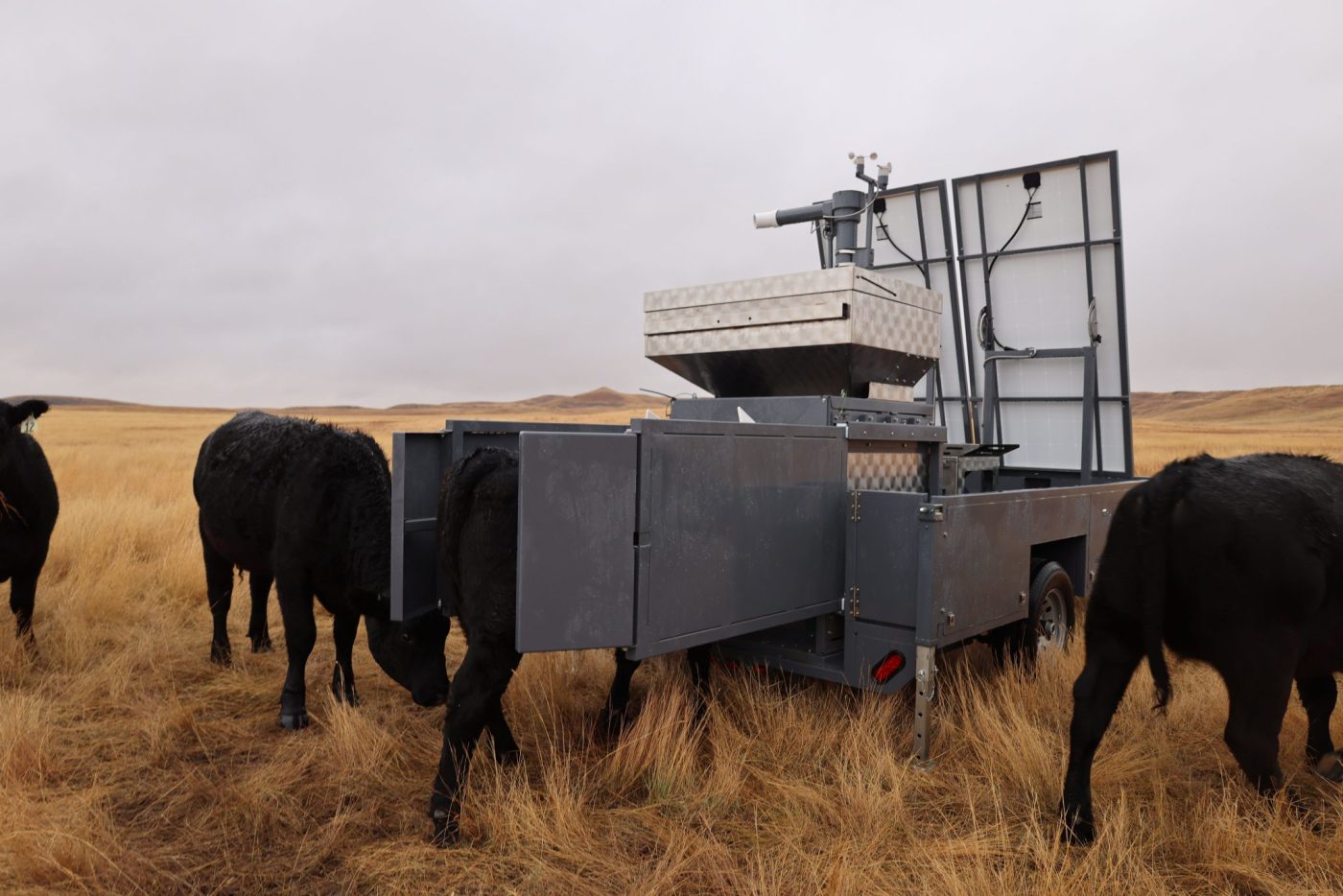 C-Lock brings world-leading precision livestock management tools to Australia - Beef Central