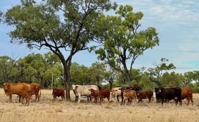 Historic NW Qld cattle property Glendower makes $39.6m at auction ...