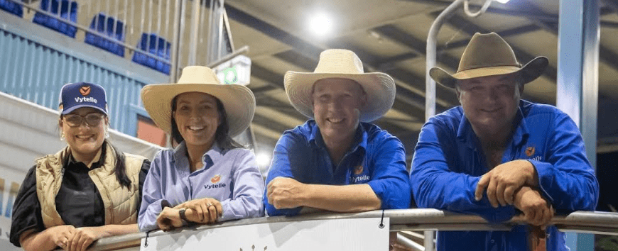 IVF brings better bulls to Brahman Week - Beef Central