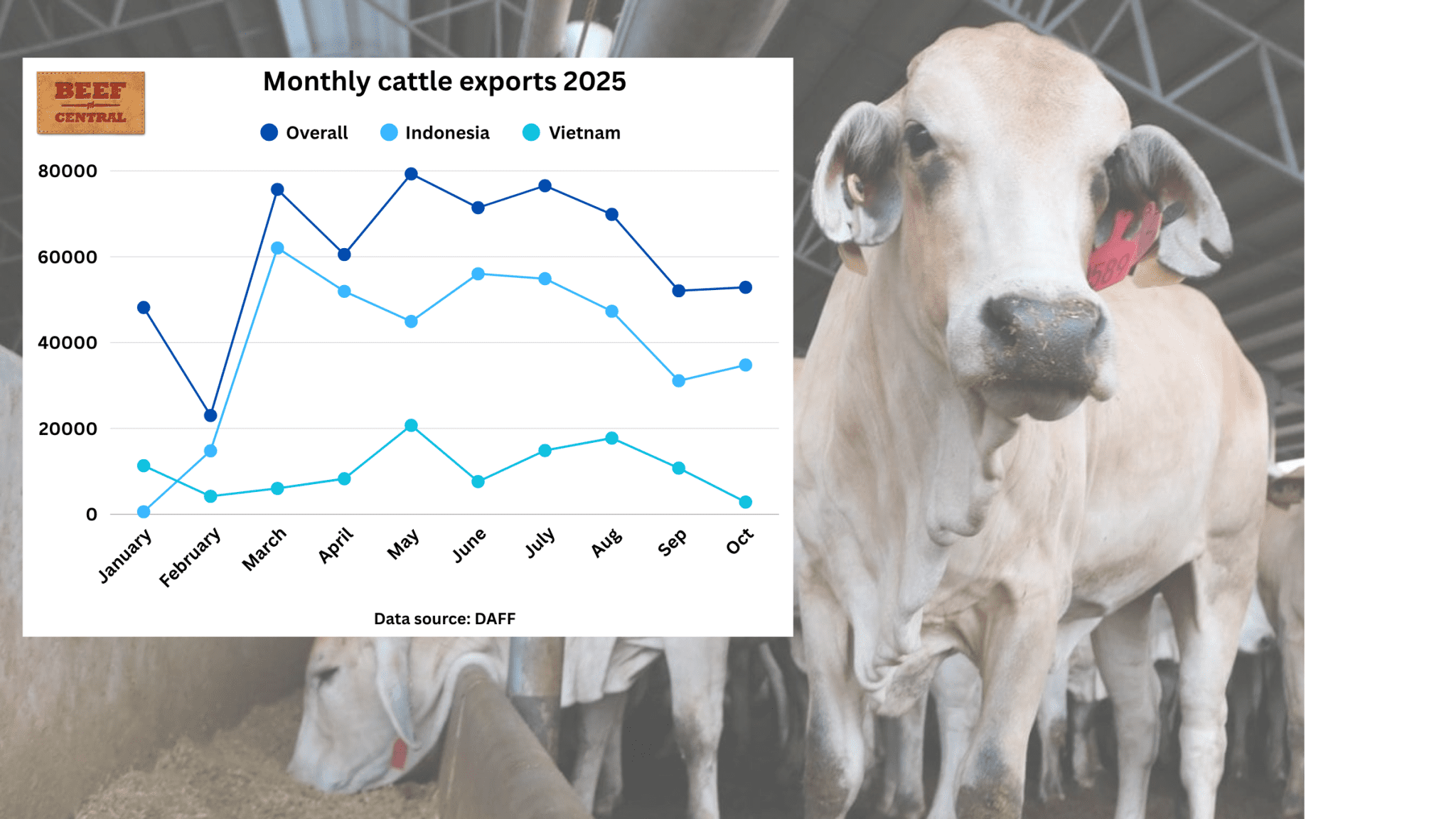 Cattle exports climb to 638,000 head in 2025 - Beef Central