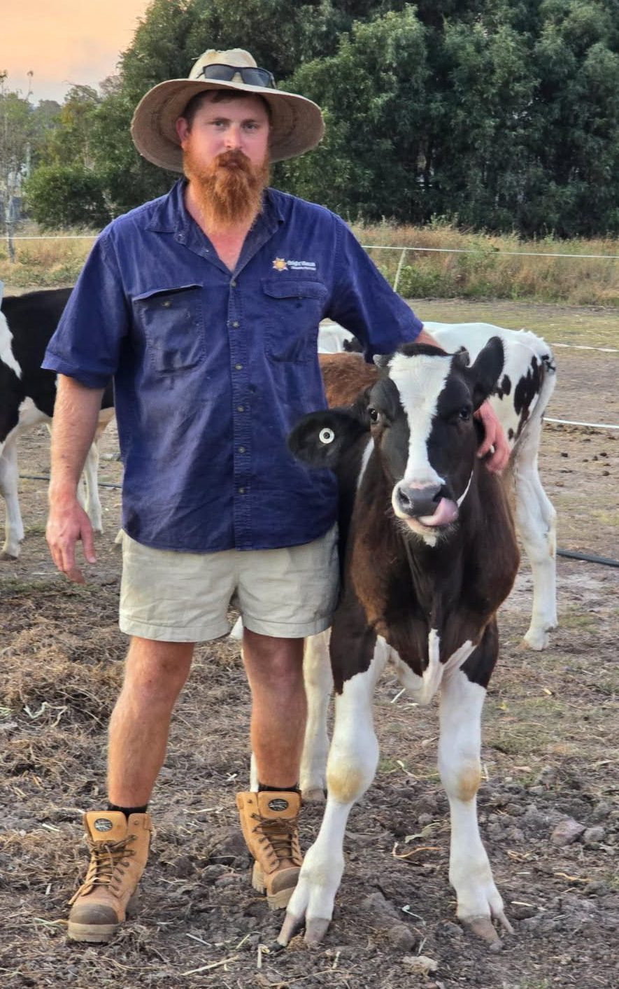 Angus genetics at the centre of developing dairy beef industry in ...