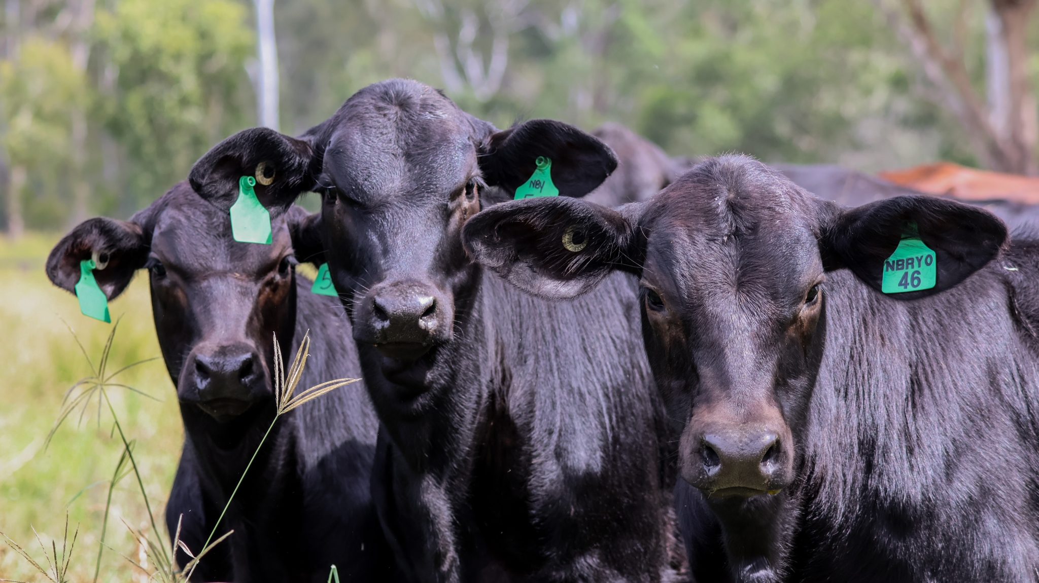 $10m capital raising accelerating genetic improvement in cattle - Beef ...