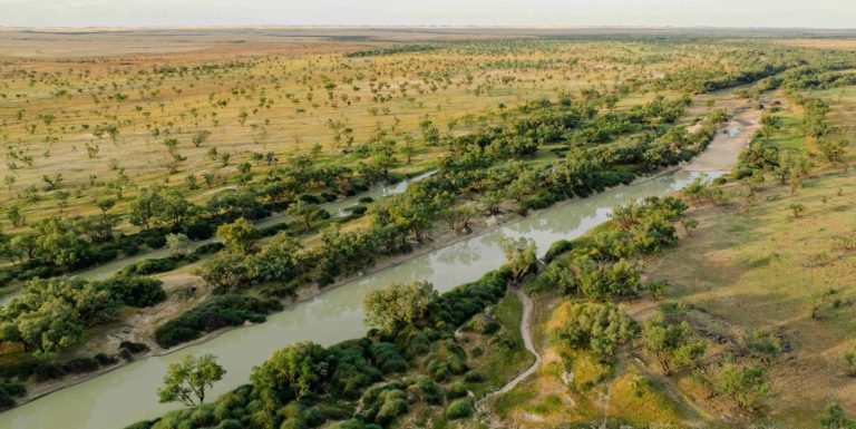 Channel Country’s enormous Nappa Merrie hits the market - Beef Central