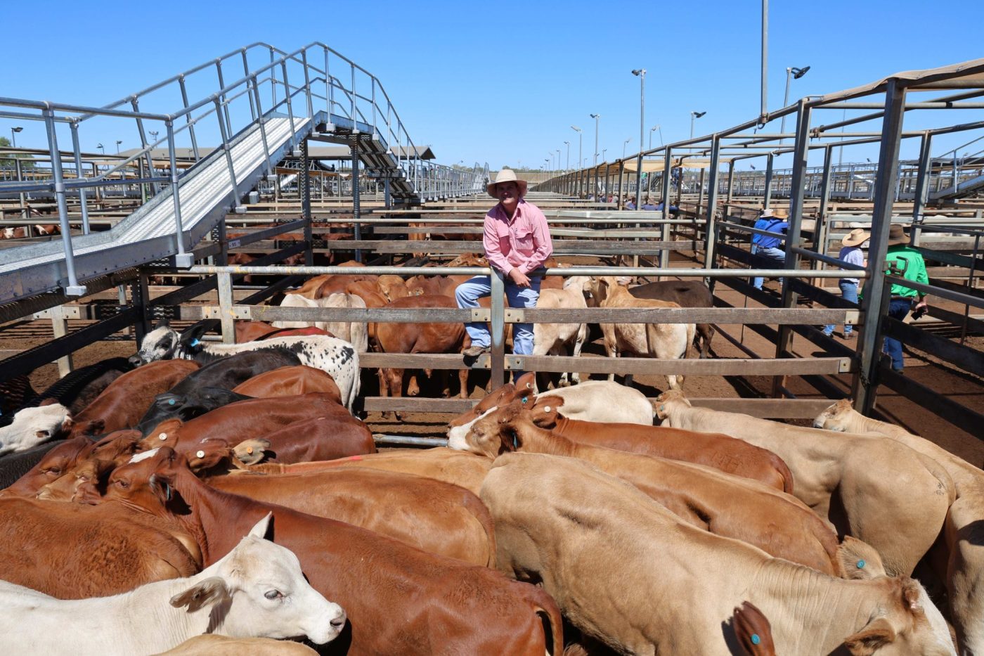 Roma store sale 11 November 2025: 15-25c rises in many categories, except cows - Beef Central