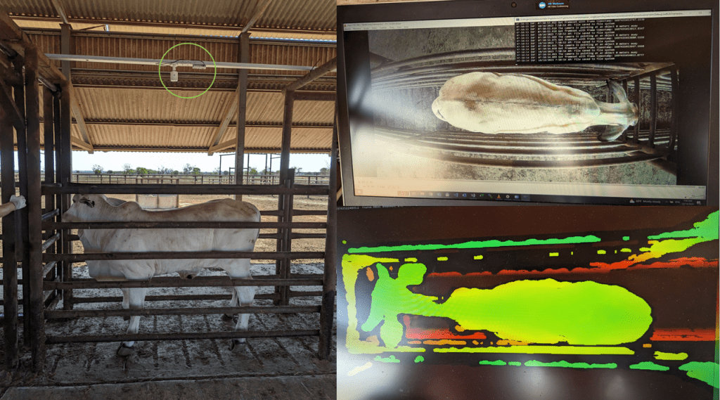 AI tech counts northern cattle with 99 percent accuracy - Beef Central