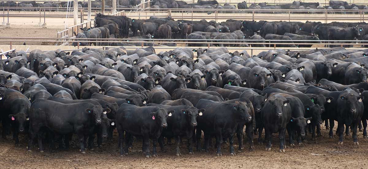 Recent feedlot expansion projects happening across Qld, NSW, SA - Beef ...