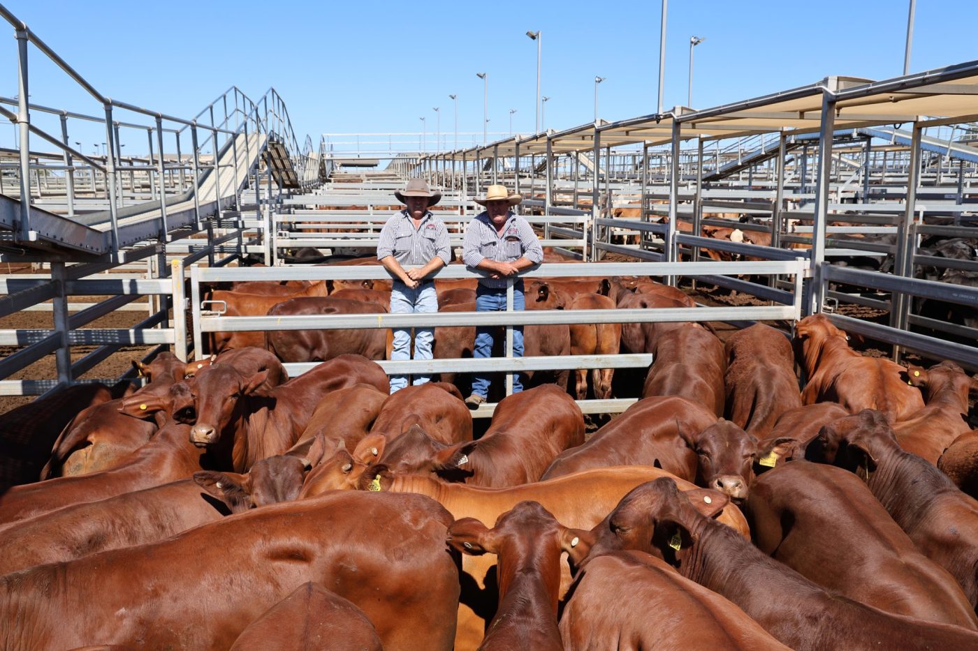 Roma sale 18 Nov 2025: Market kicks with rain - Beef Central