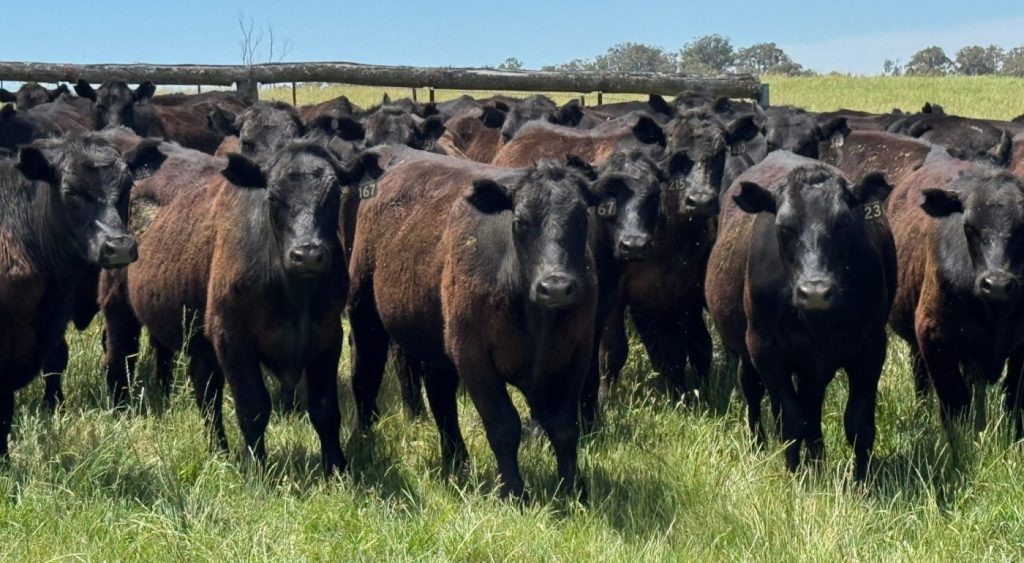 Stocklive tackles online sales giant AuctionsPlus with first cattle ...