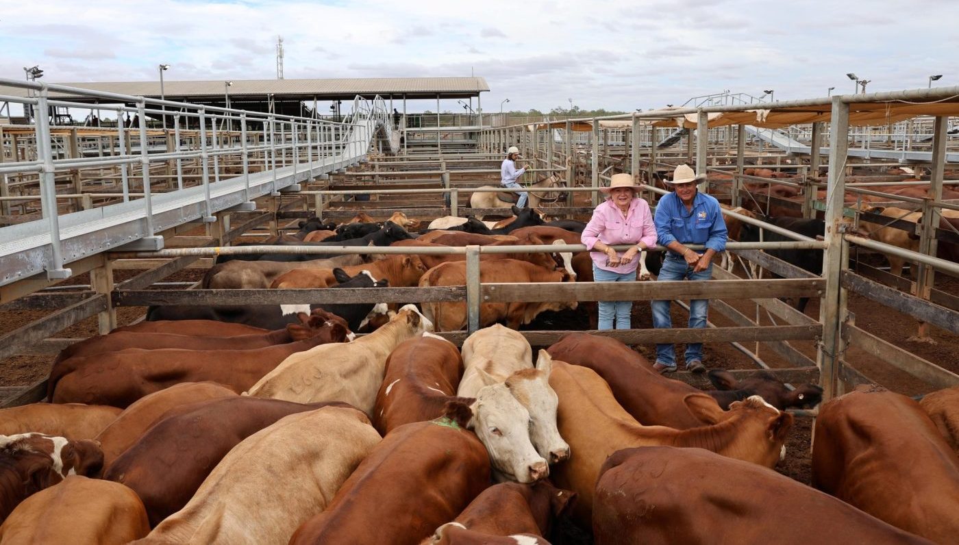 Roma sale 13 Jan 2026: Firm to stronger market - Beef Central
