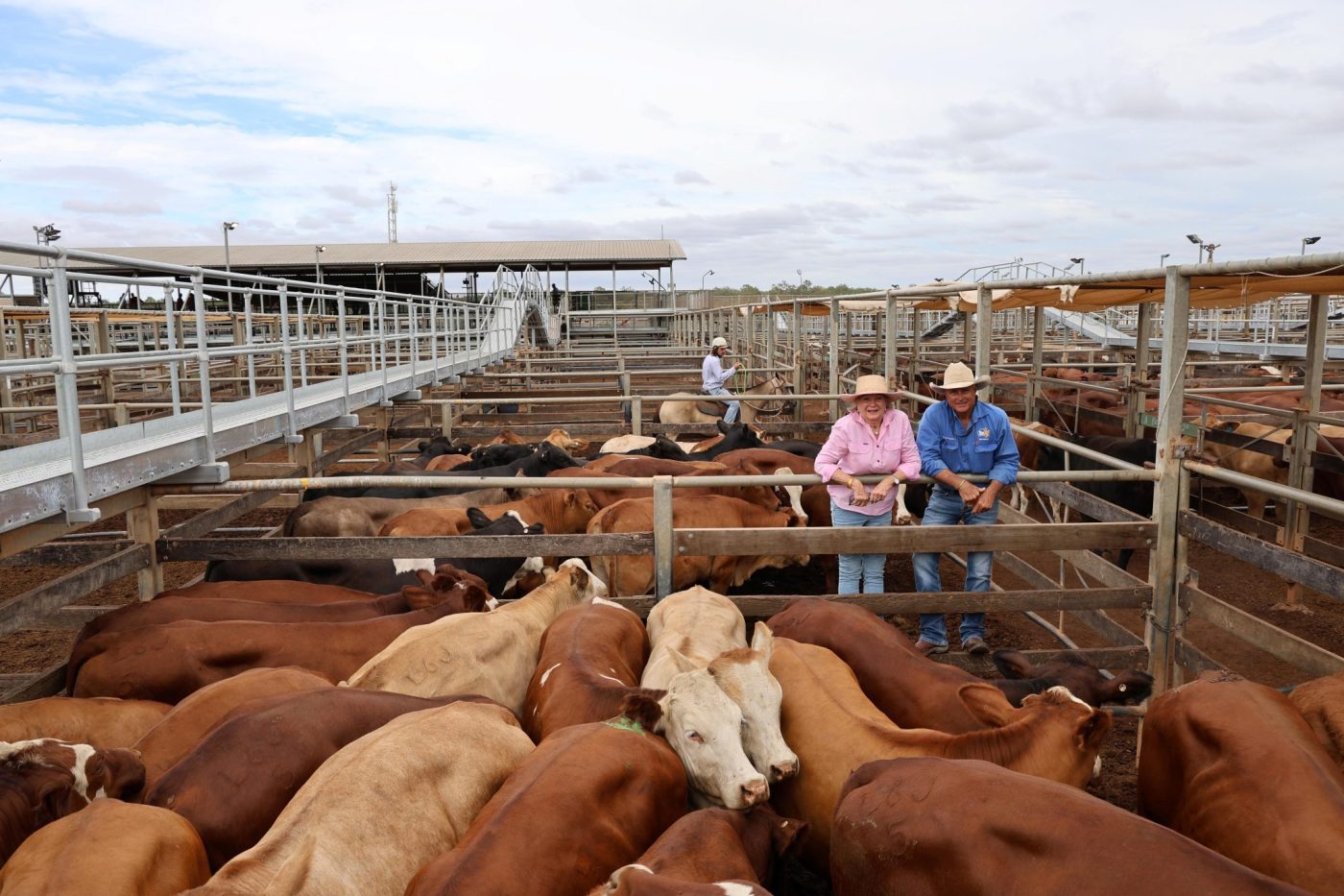 Roma sale 13 Jan 2026: Firm to stronger market - Beef Central