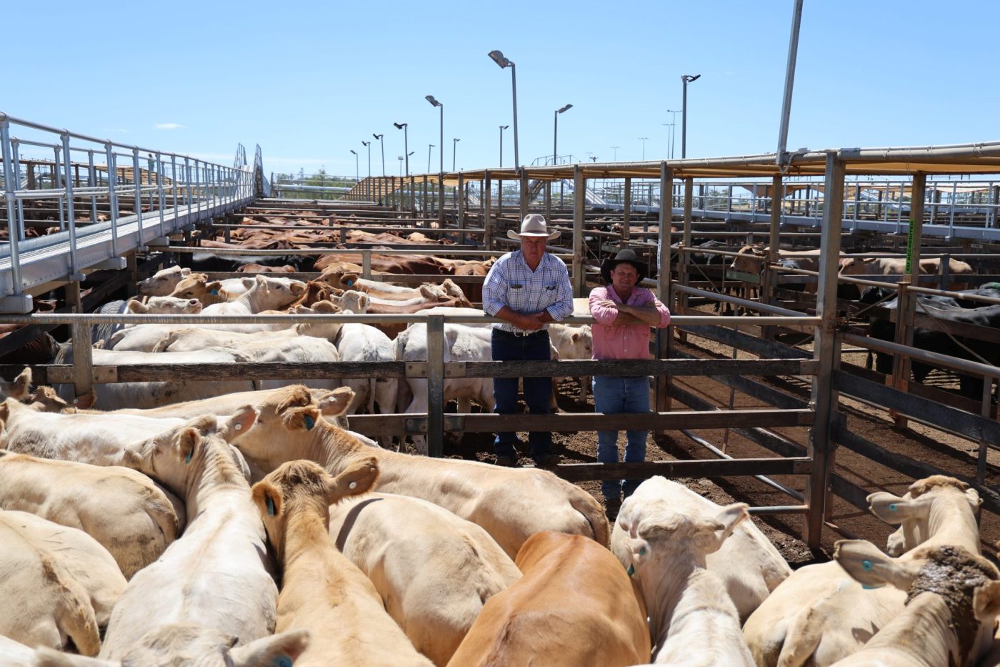 Roma sale 20 Jan 2026: - Beef Central