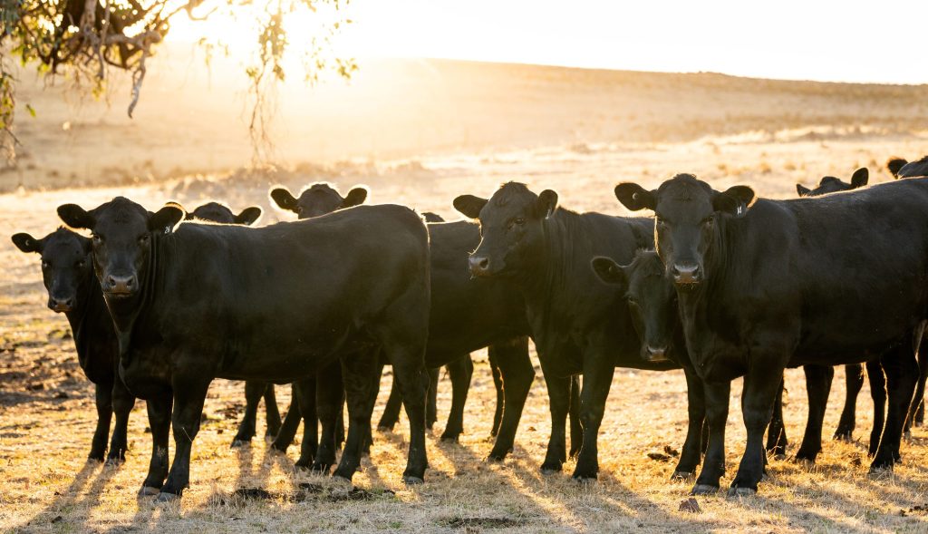 Partnership delivers three new innovative genomics tools for Angus ...