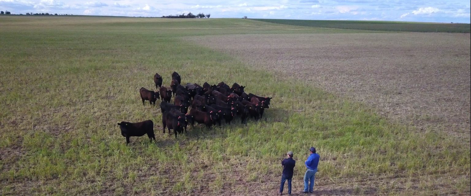 Virtual fencing takes on mixed cropping/grazing systems - Beef Central