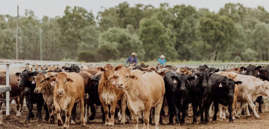 Feeder cattle market: Grids down as big numbers kick in - Beef Central