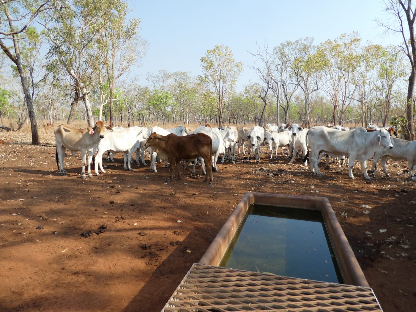 Water troughs could become frontline defence in early disease detection ...