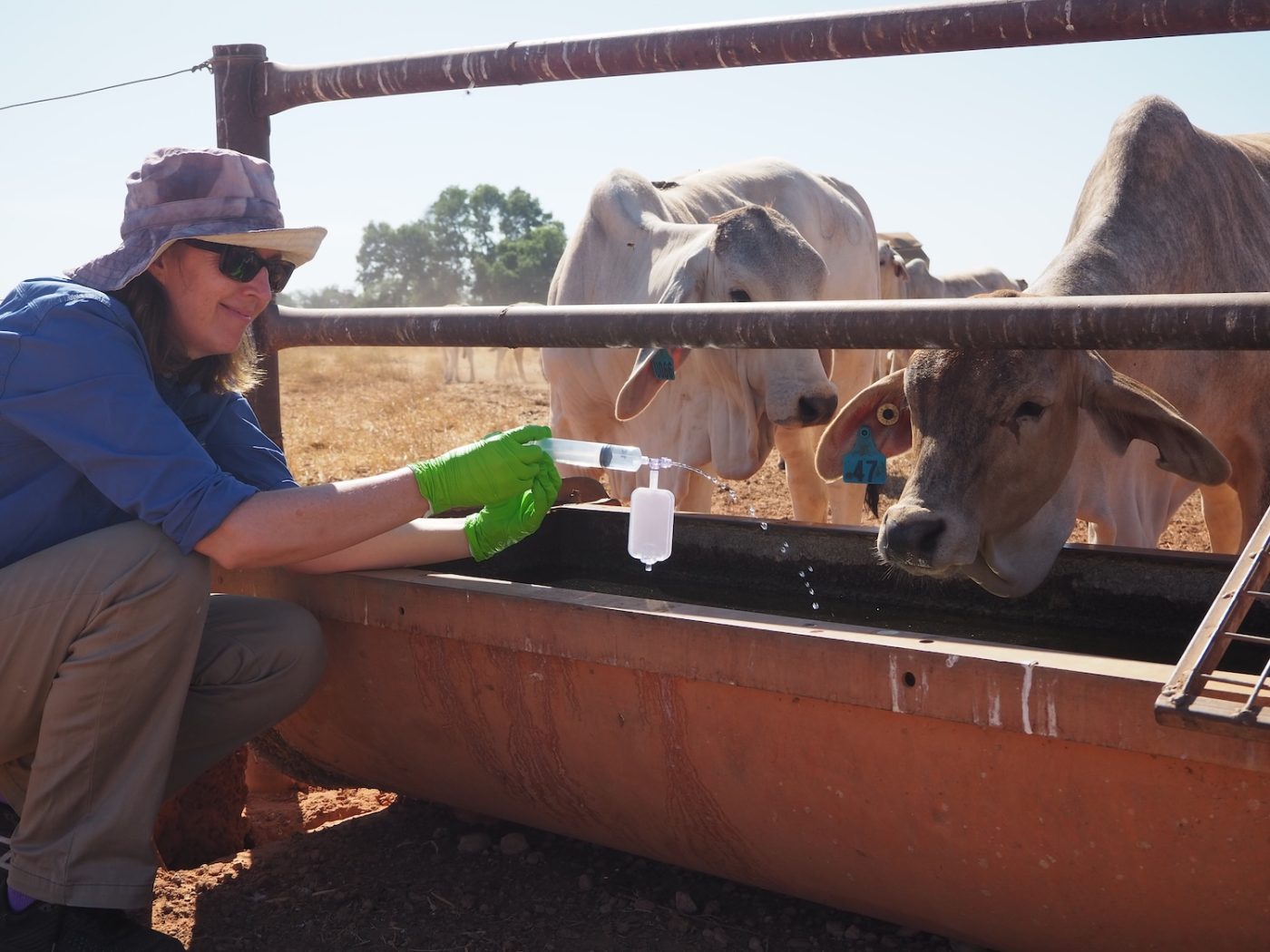 Water troughs could become frontline defence in early disease detection ...
