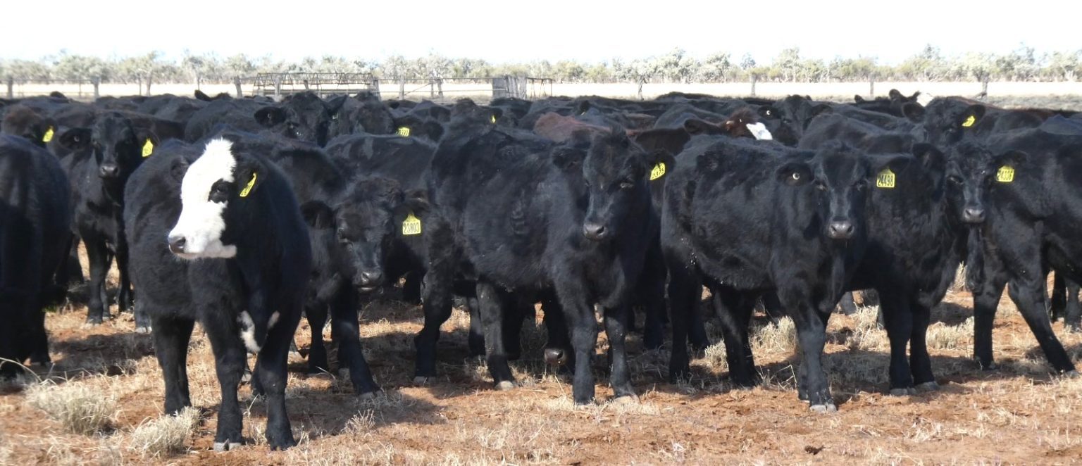 Steer prices surge in AuctionsPlus market after rain - Beef Central