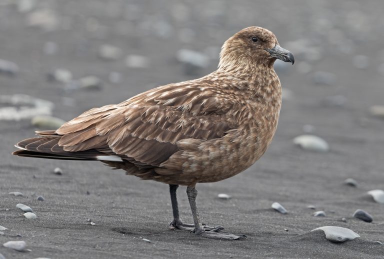 H5 bird flu lands in Australia, putting livestock sectors on alert ...