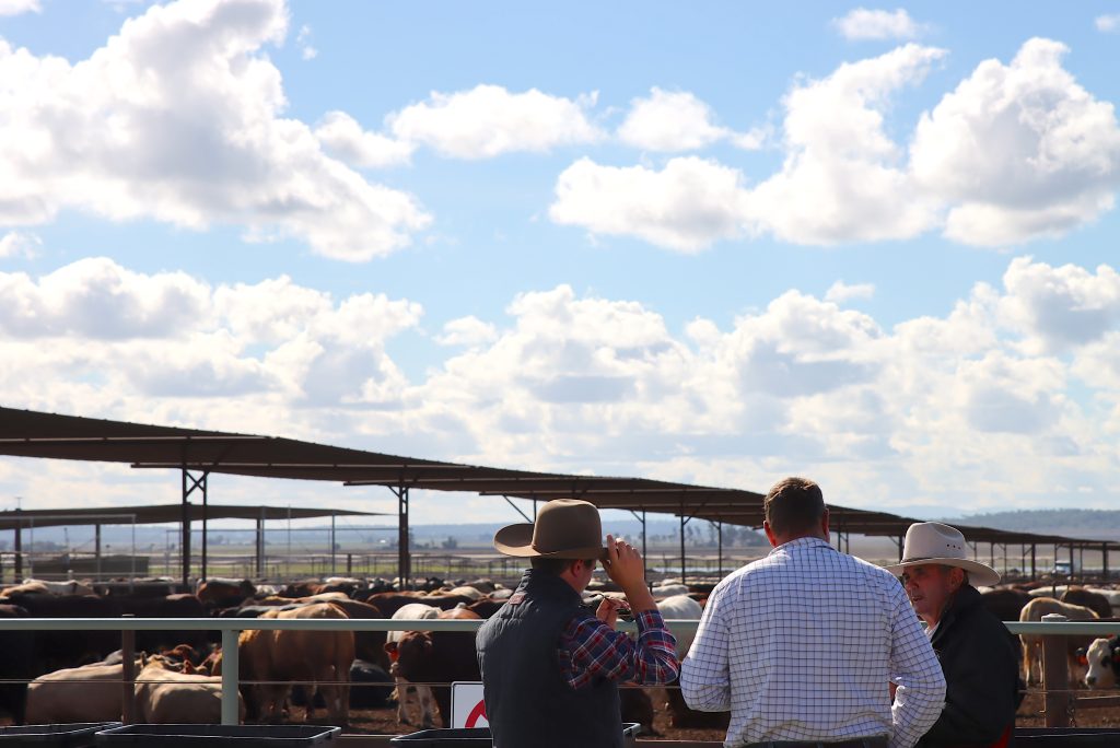 Views sought on future of grassfed cattle transaction levy - Beef Central