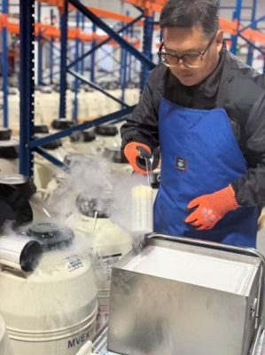 Australian Wagyu beef and dairy genetics return to China after five ...