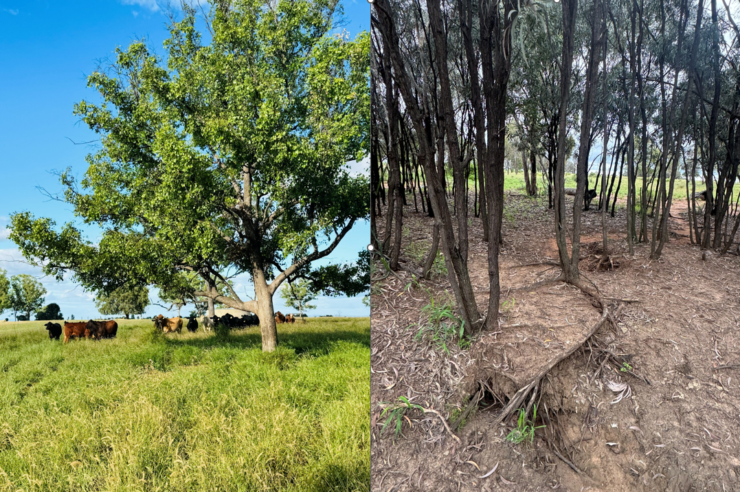 Ground cover the key pillar of positive environmental outcomes - Beef ...