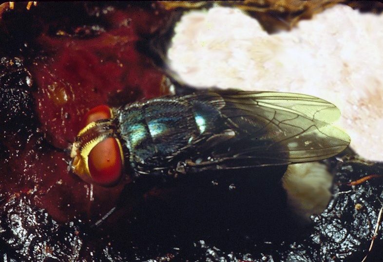 Mexican screwworm fly crosses US border into Texas - Beef Central